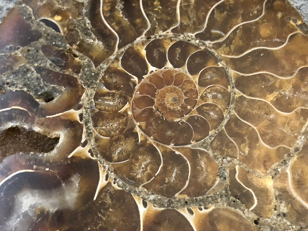 Sliced Ammonite Fossil - 240 grams – Tundrafox Designs