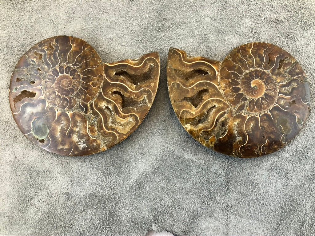 Sliced Ammonite Fossil - 240 grams – Tundrafox Designs